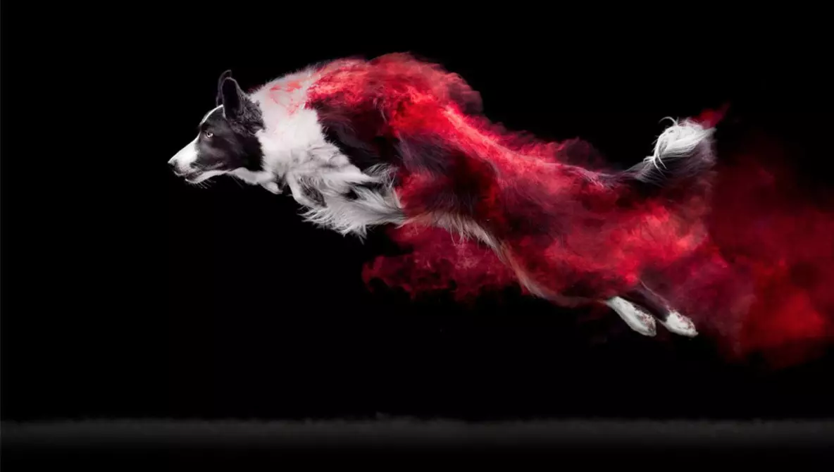 Fotograf täcker hundar i färgglatt pulver för dramatiska fotoserier