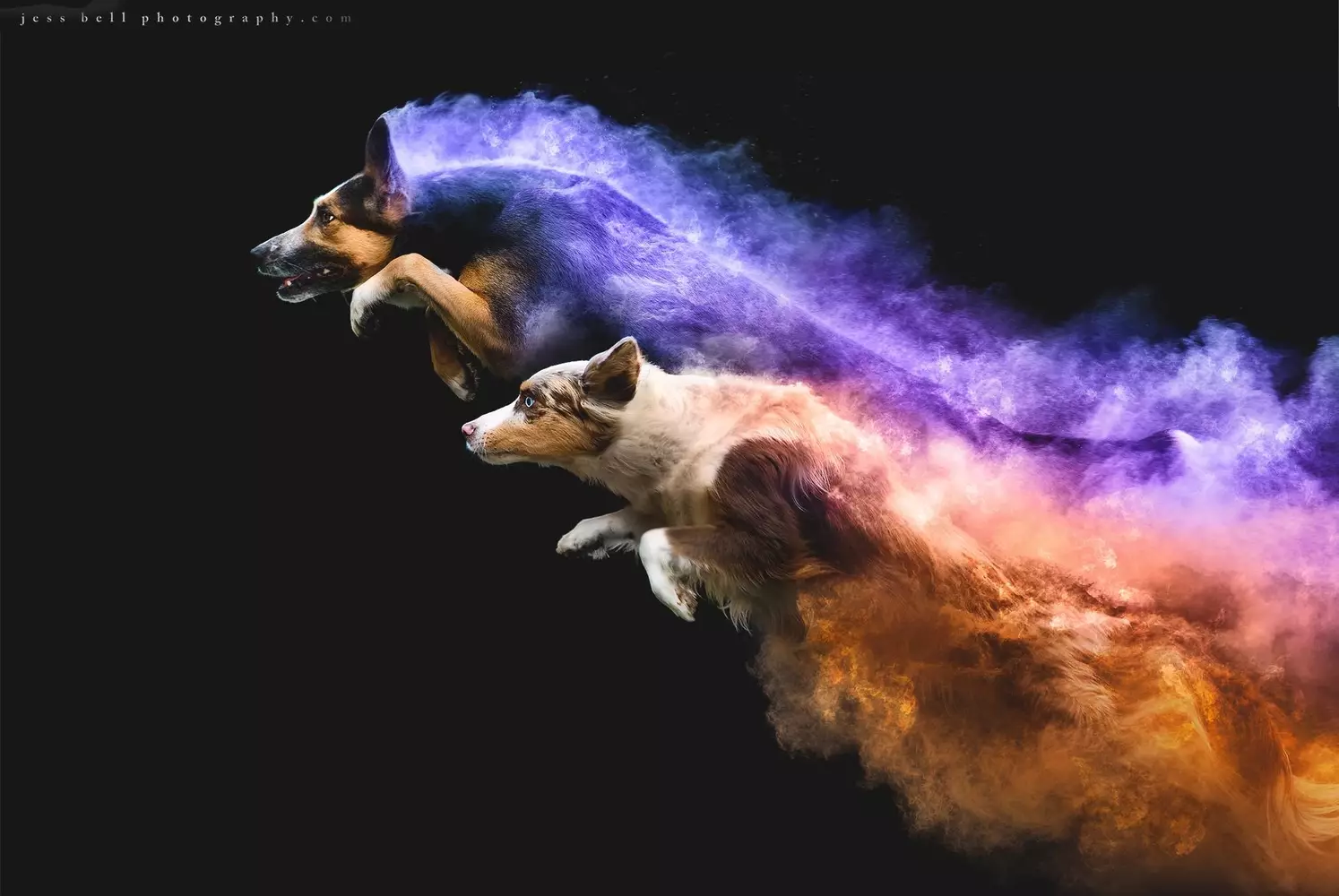 Fotogrāfs pārklāj suņus krāsainā pulverī dramatiskām fotoattēlu sērijām 147076_1