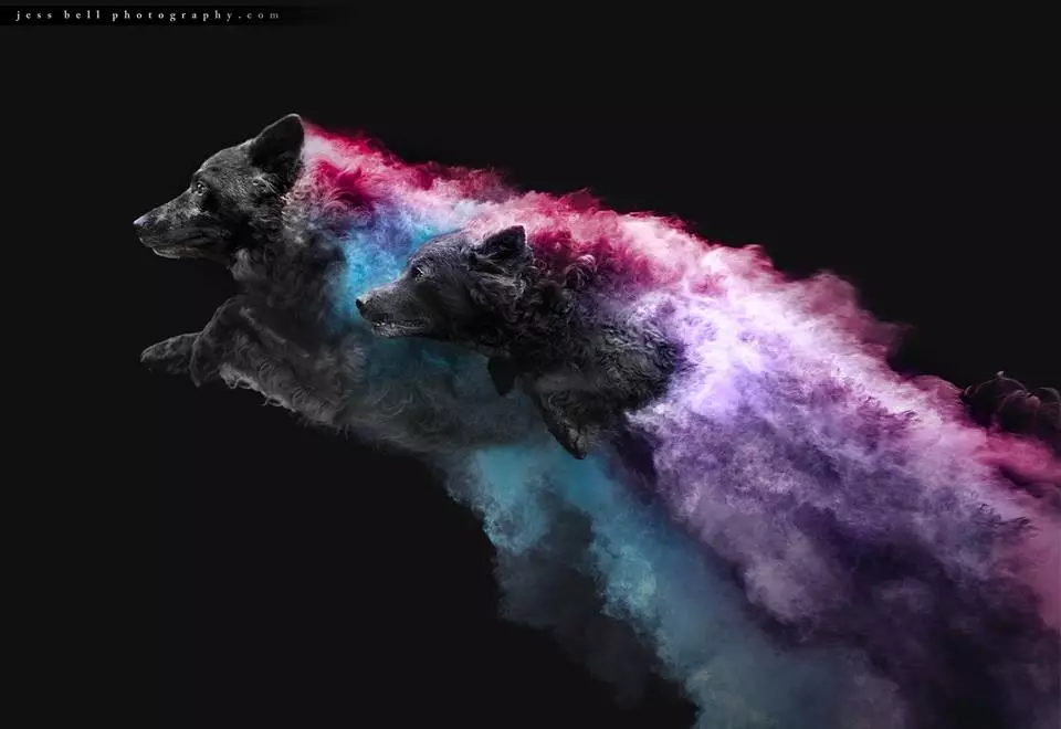 A Photographer színes porral borítja a kutyákat a drámai fotósorozathoz 147076_2