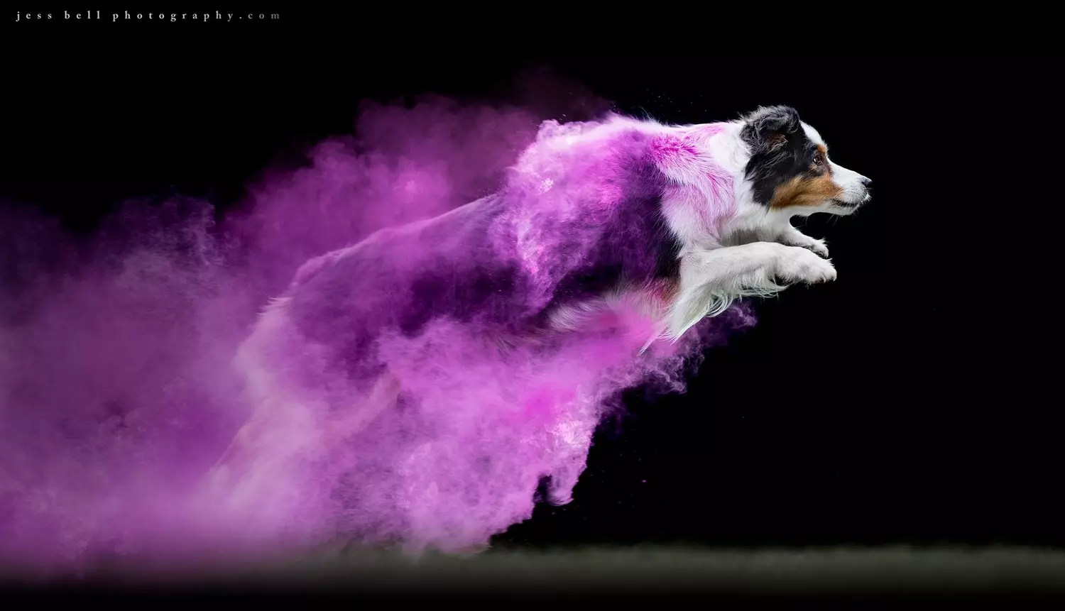 Fotograf prekriva pse šarenim puderom za dramatične serije fotografija 147076_3
