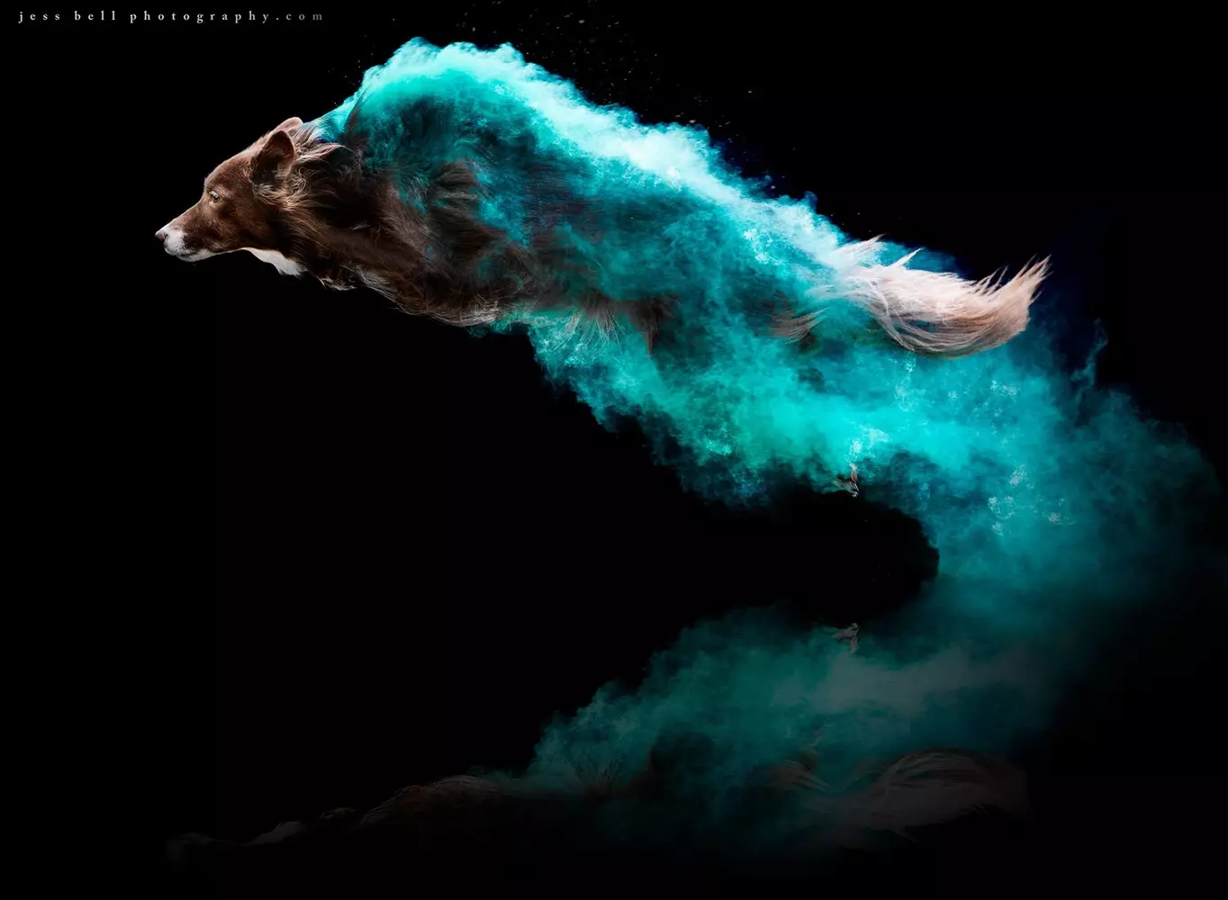 El fotògraf cobreix gossos amb pols de colors per a una sèrie de fotos dramàtiques 147076_4