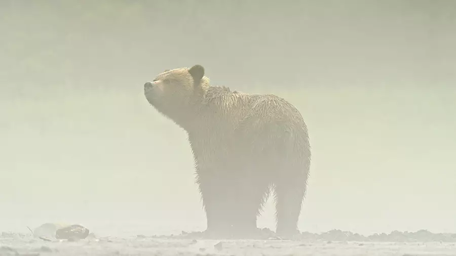 Перемикаєтеся на бездзеркальний режим? Погляд фотографа дикої природи: Мішель Валберг 147252_3