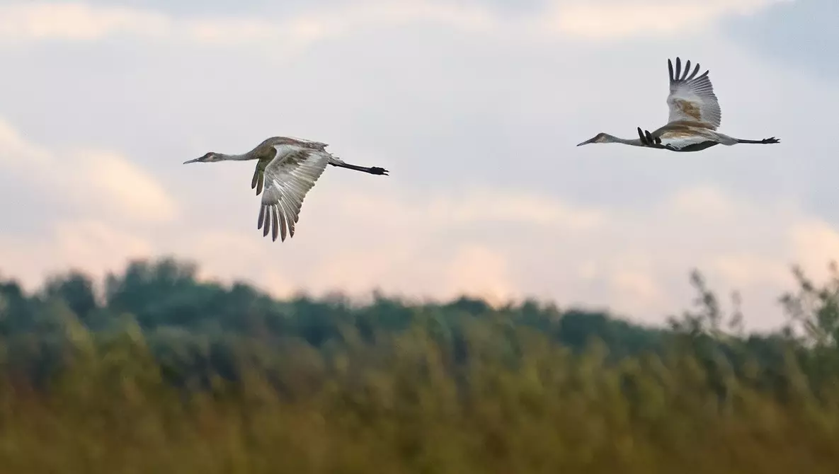 Tips voor het filmen van wilde dieren met Sony Alpha-camera's