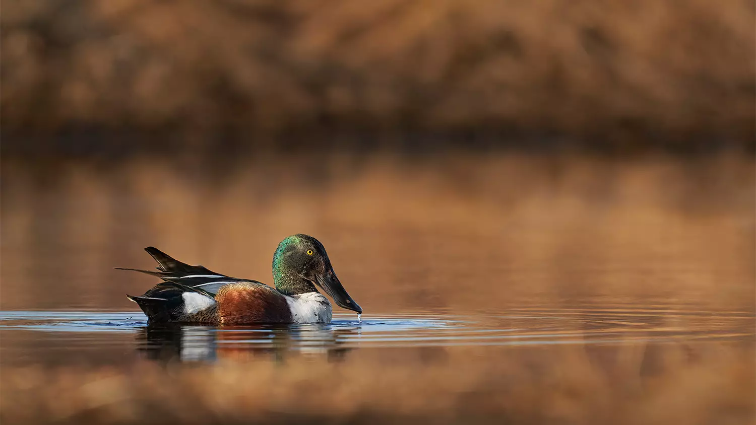 Tips voor het filmen van wilde dieren met Sony Alpha-camera's 151220_2