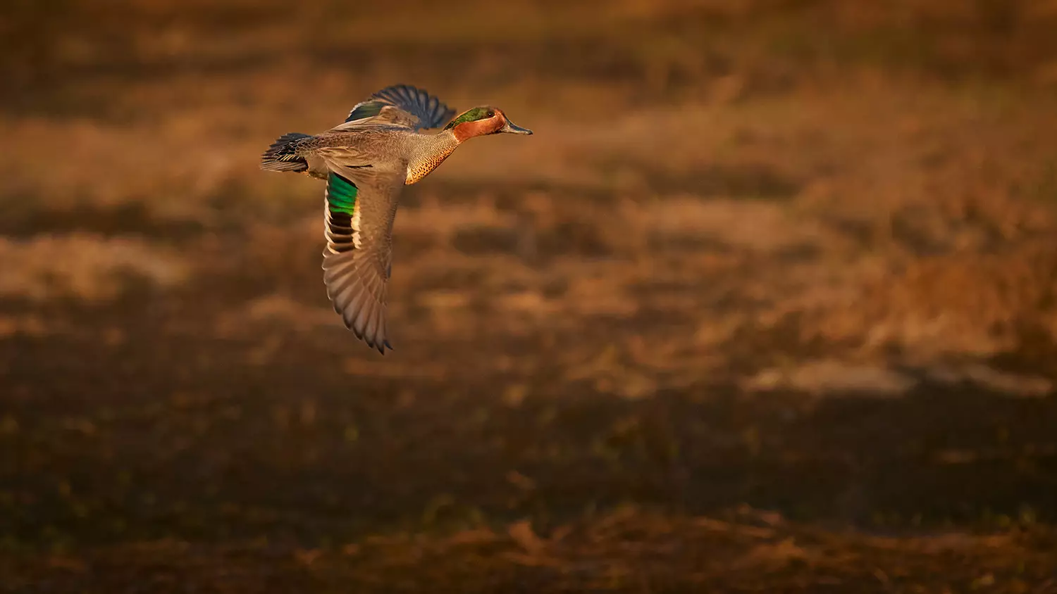 Tips voor het filmen van wilde dieren met Sony Alpha-camera's 151220_3