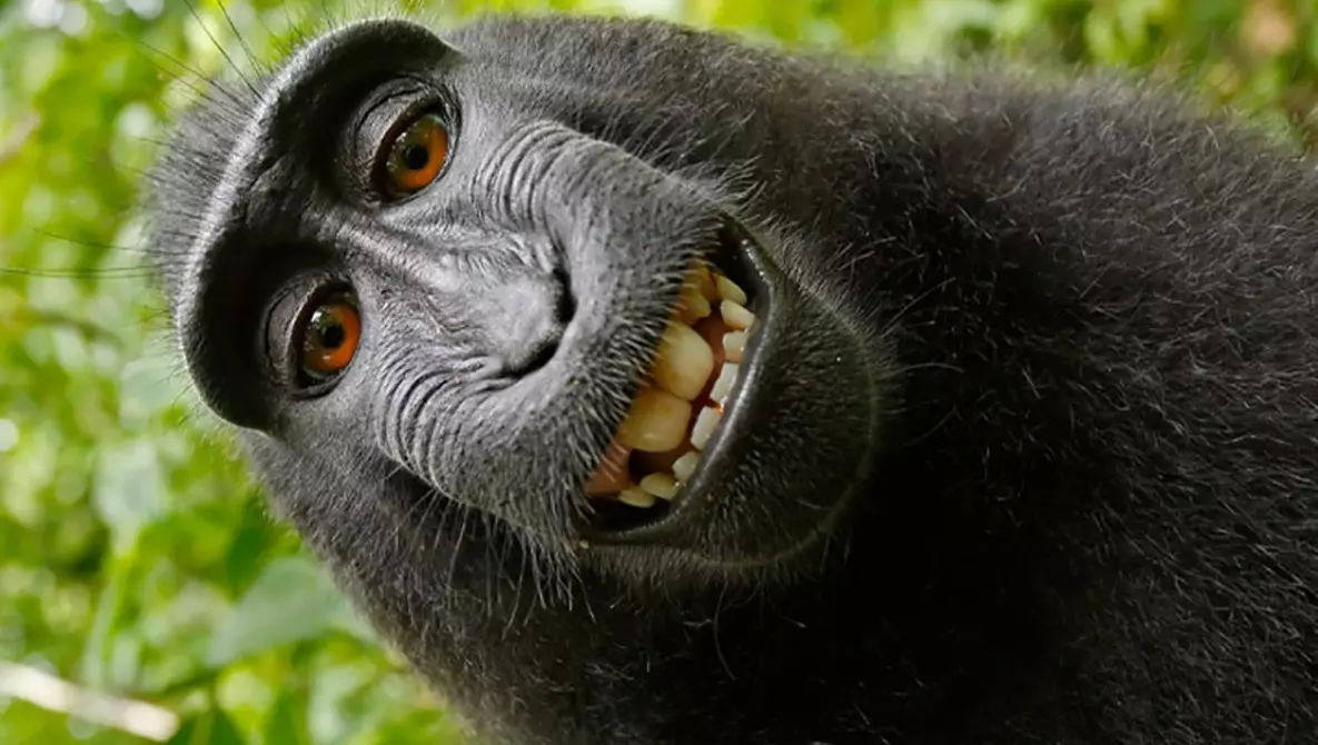 Forlig opnået i sagen mellem fotograf og narcissistisk makak