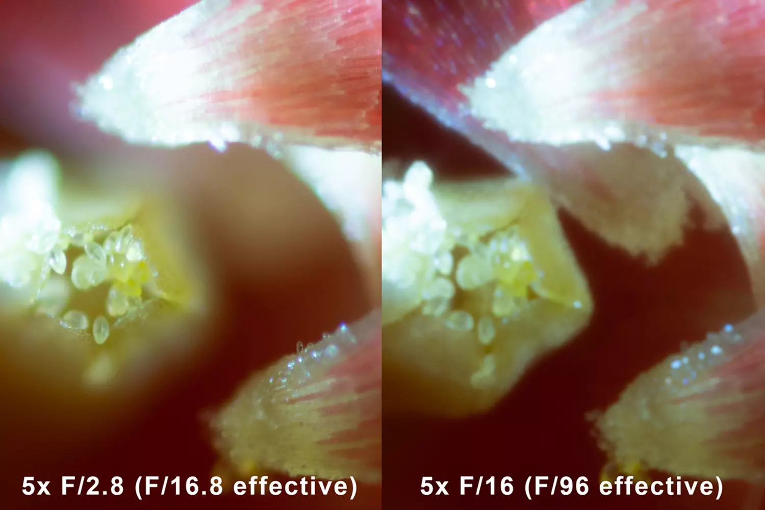 Y Llyfr Rheolau Ffotograffiaeth Macro: Meddwl yn Wahanol 153004_6