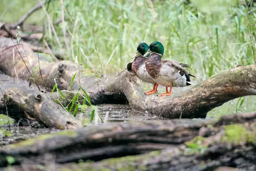 Izlet v gozd: fotografiranje divjih živali in ptic z brezzrcalnim fotoaparatom Sony a9 155658_10