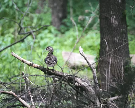 Izlet v gozd: fotografiranje divjih živali in ptic z brezzrcalnim fotoaparatom Sony a9 155658_8