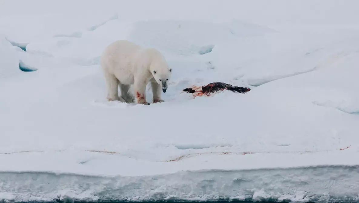 Bag billedet: Floe of Life