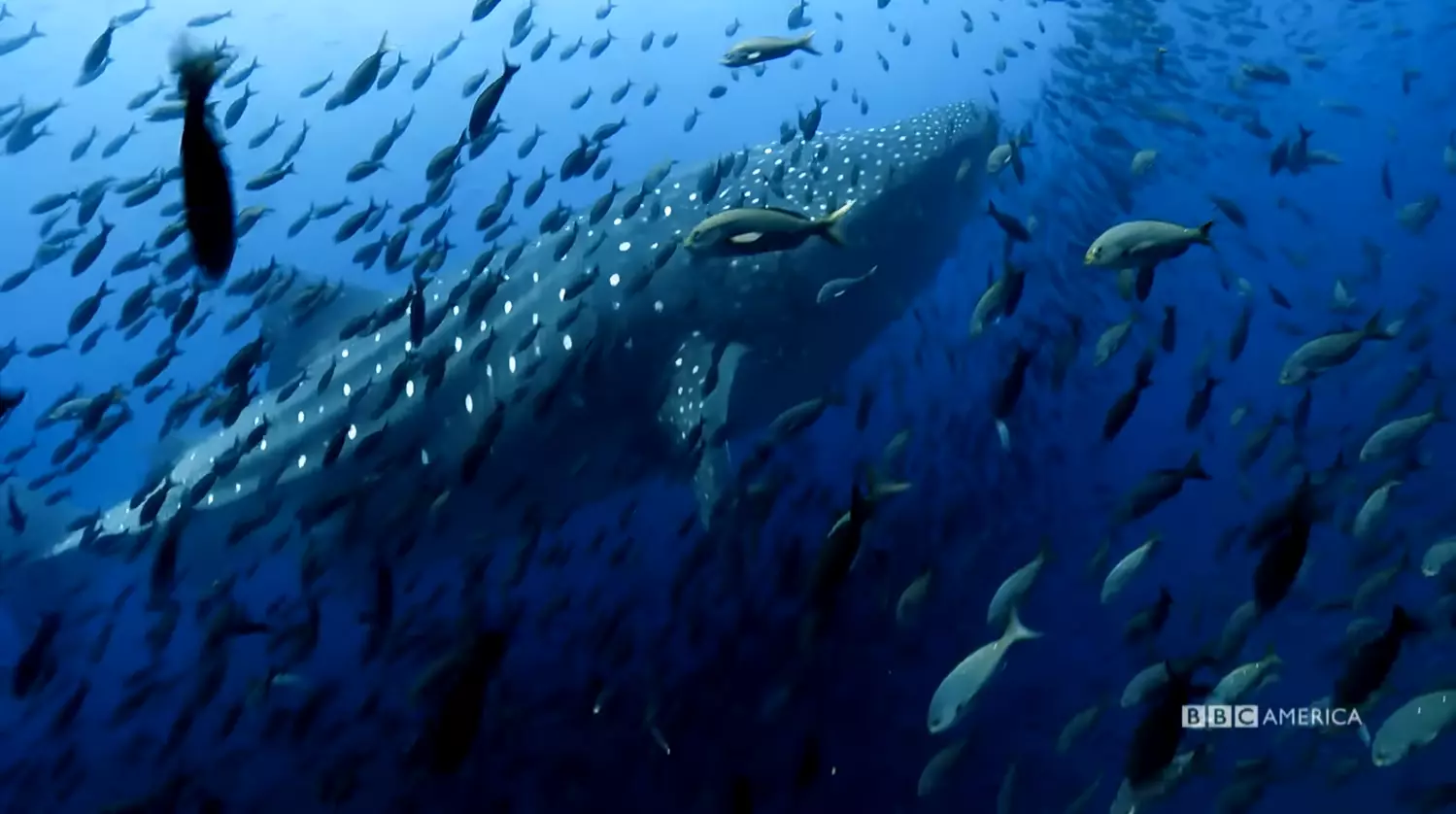 BBC, Radiohead y Hans Zimmer se unen en el increíble tráiler de 'Blue Planet II' 162314_1