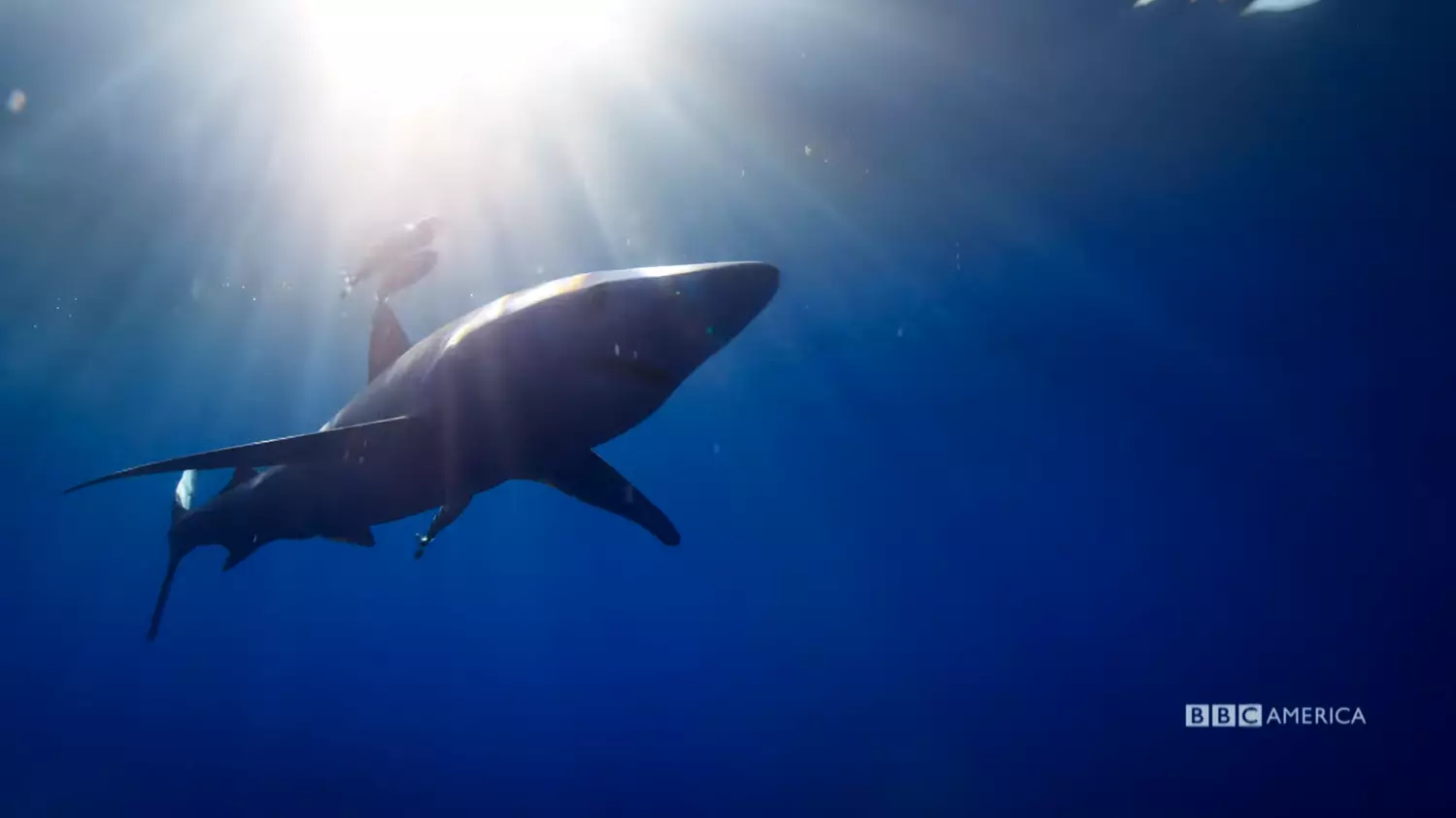 BBC, Radiohead und Hans Zimmer verbünden sich in fantastischem Trailer zu „Blue Planet II“ 162314_4