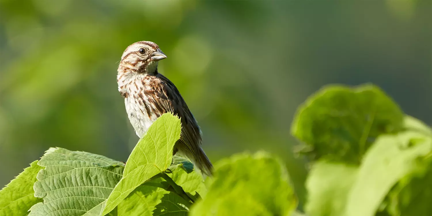 Fstoppers рассматривает объектив Sony FE 100-400mm f/4.5-5.6 GM OSS 162429_19