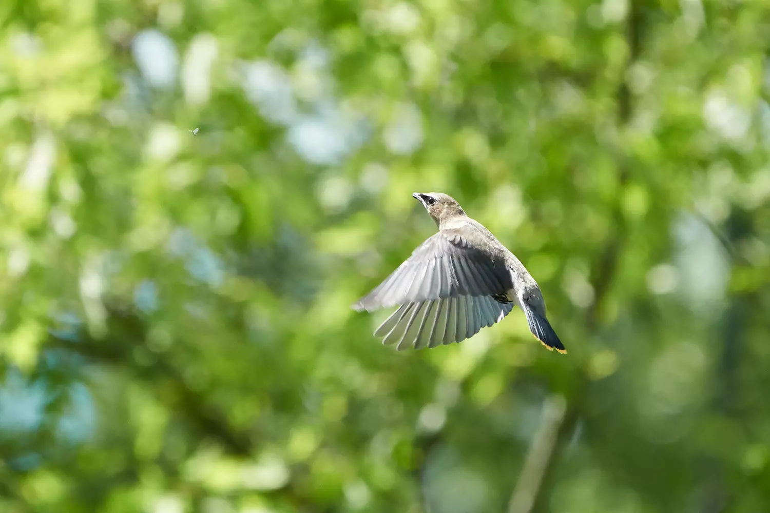 Fstoppers рассматривает объектив Sony FE 100-400mm f/4.5-5.6 GM OSS 162429_22