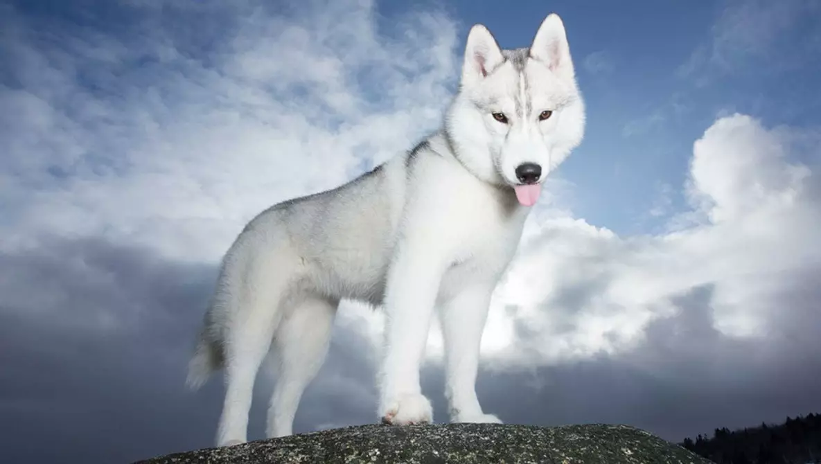 husky li binê ezmanê ewrî li ser zinar rawestiyaye