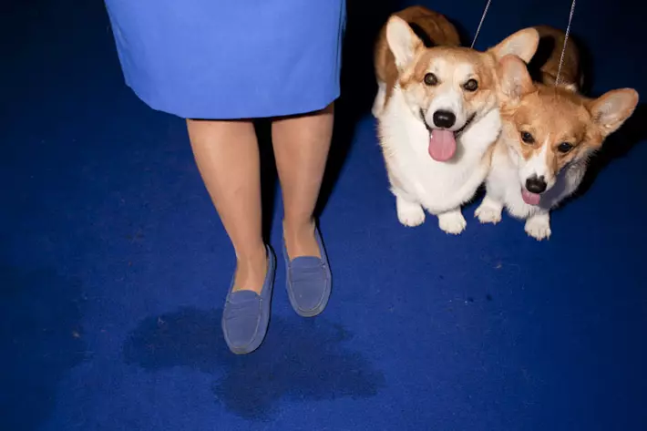 20110709_World_Dog_Show_0295