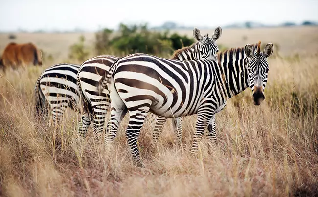 kenya_zebra_650px