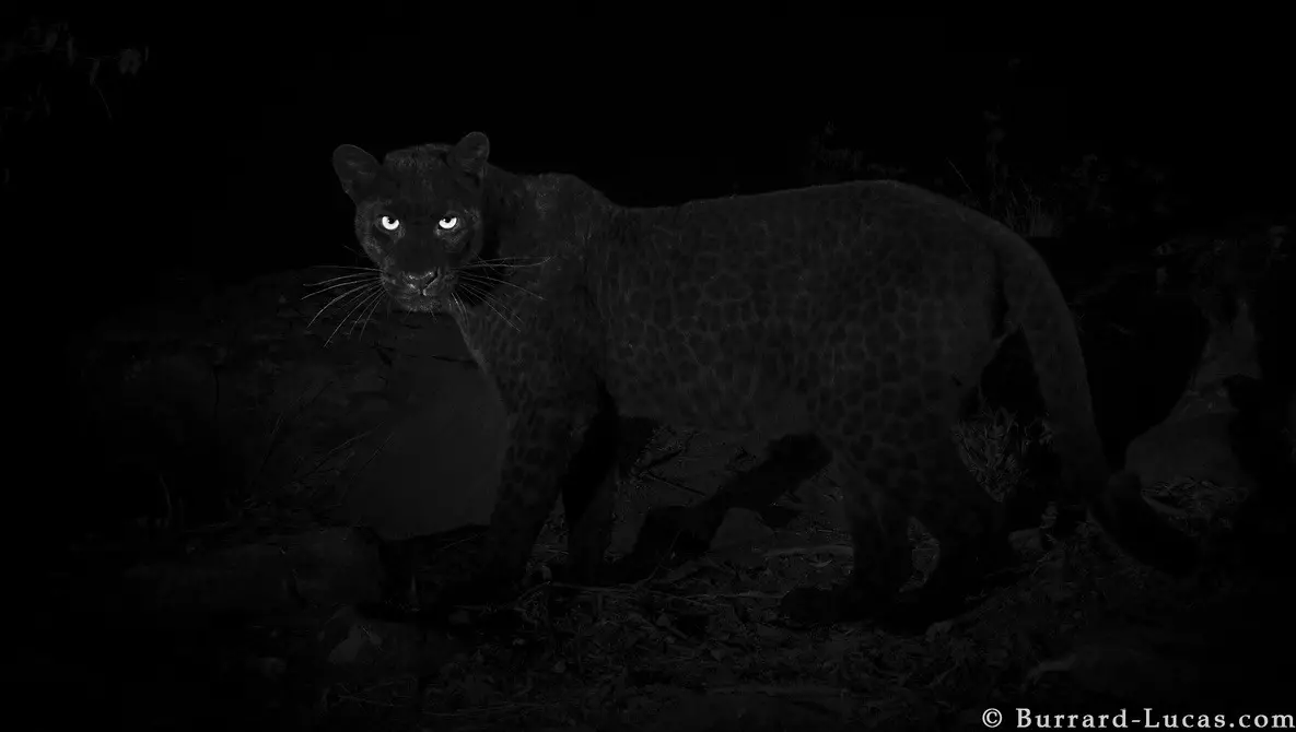 Seltener Leopard, aufgenommen von einem Fotografen in Kenia