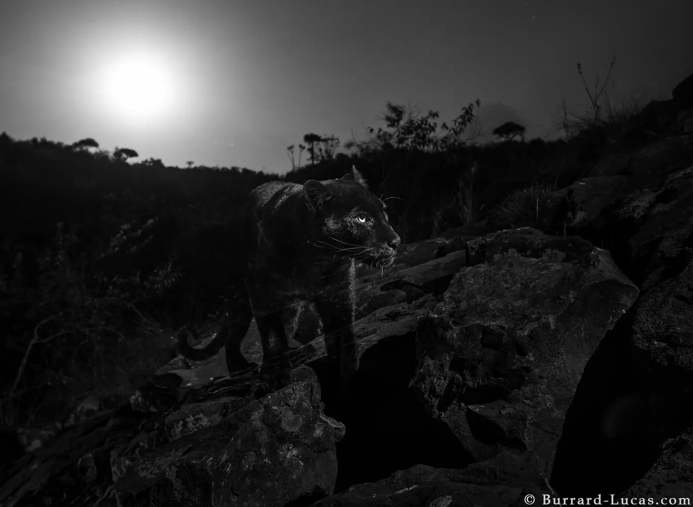 Rar lleopard capturat per un fotògraf a Kenya 176794_3