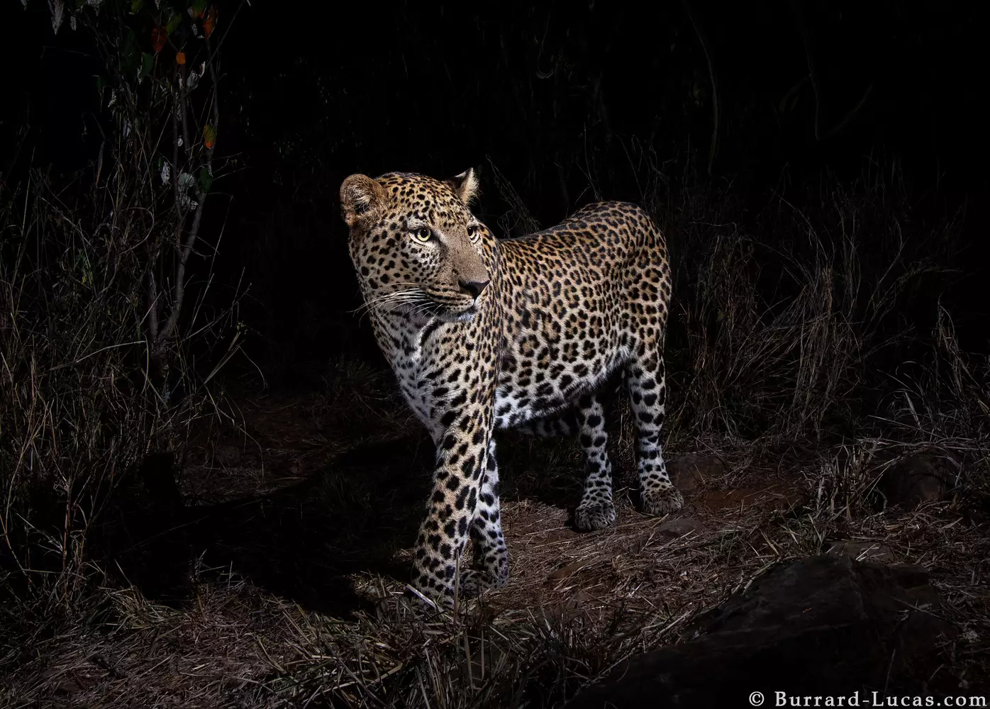 Raro leopardo captado por fotógrafo en Kenia 176794_5