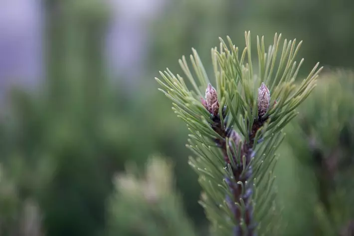 originele_plantfoto