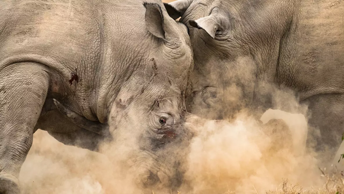 Thirrje për hyrje: Çmimet Mkapa Afrikane të Fotografisë së Kafshëve të Egra