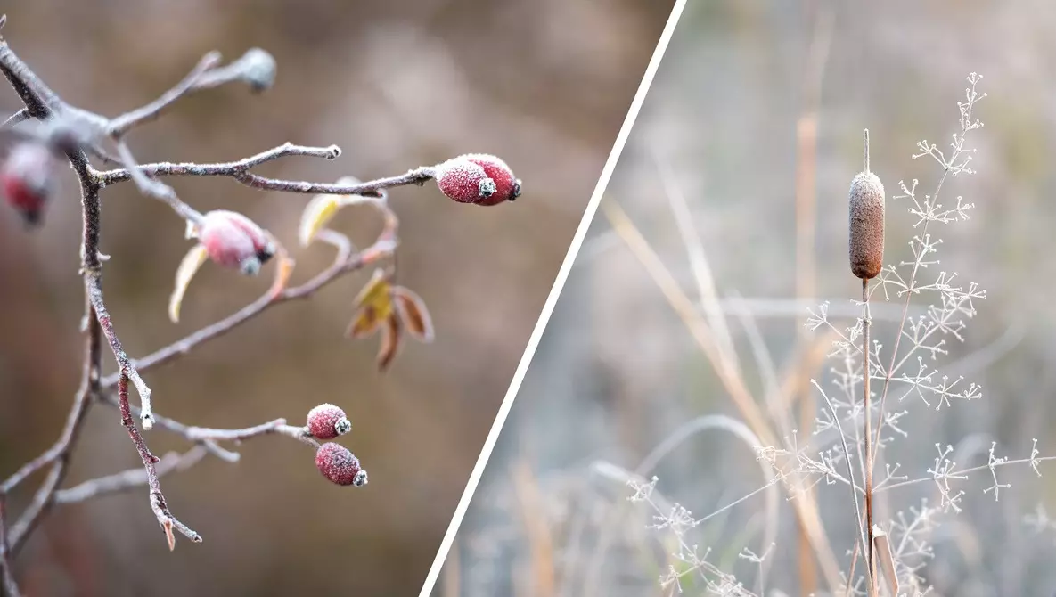 موسم سرما کی فطرت کی تصاویر کیپچر کرنے کے لیے ایک ابتدائی رہنما