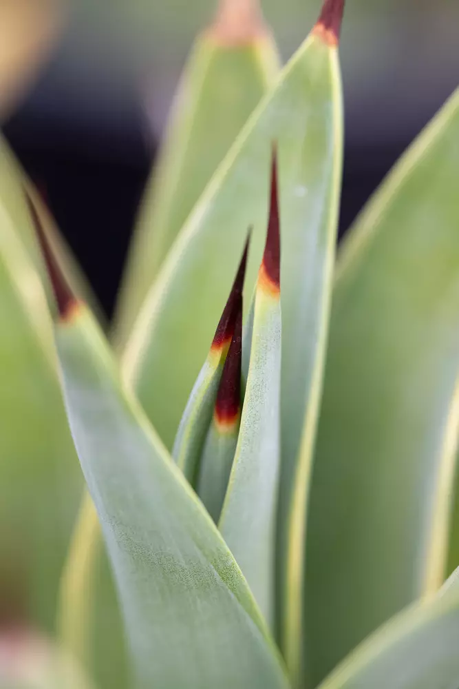 2x Macro pa Theka la Mtengo: Fstoppers Akuwunikiranso Laowa's 100mm f/2.8 Macro Lens 2298_6