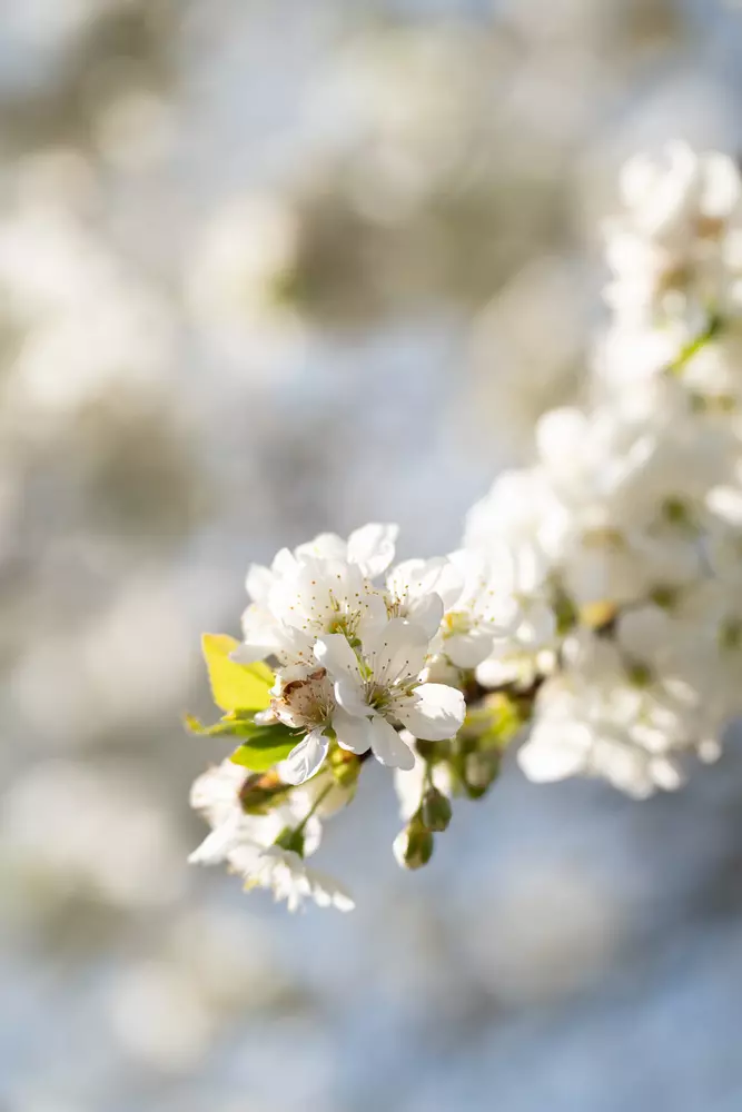 Moita lente por pouco diñeiro: Fstoppers revisa o Tamron 70-180 mm f/2.8 2376_4