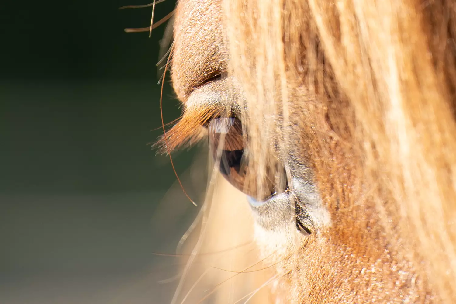 Baie lens vir nie veel geld nie: Fstoppers beoordeel die Tamron 70-180mm f/2.8 2376_8