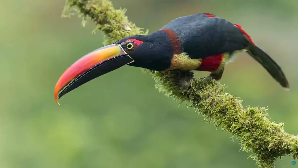 Bayan Hotunan Hotunan Tsuntsaye a cikin Jungle Tare da Manyan Nasiha