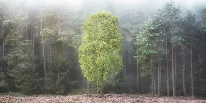 Warum Dänemark das fantastische Land für Landschaftsfotografie ist, das Sie niemals besuchen werden 25625_43