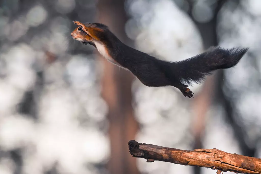 Wildabany tebigatyň suratçysy, bökjek garaguşlary resminamalaşdyrmak arkaly şatlyk getirýär 26337_10