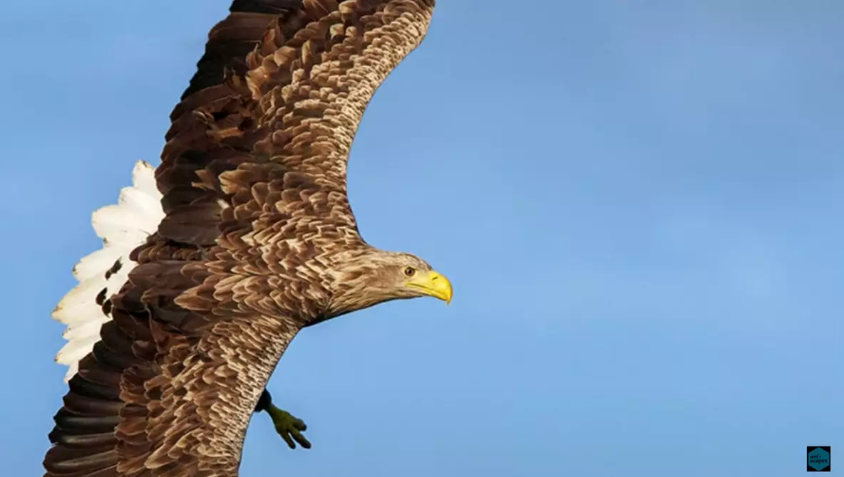 Bagaimana Memperbaiki Sayap Burung yang Terpotong di Photoshop