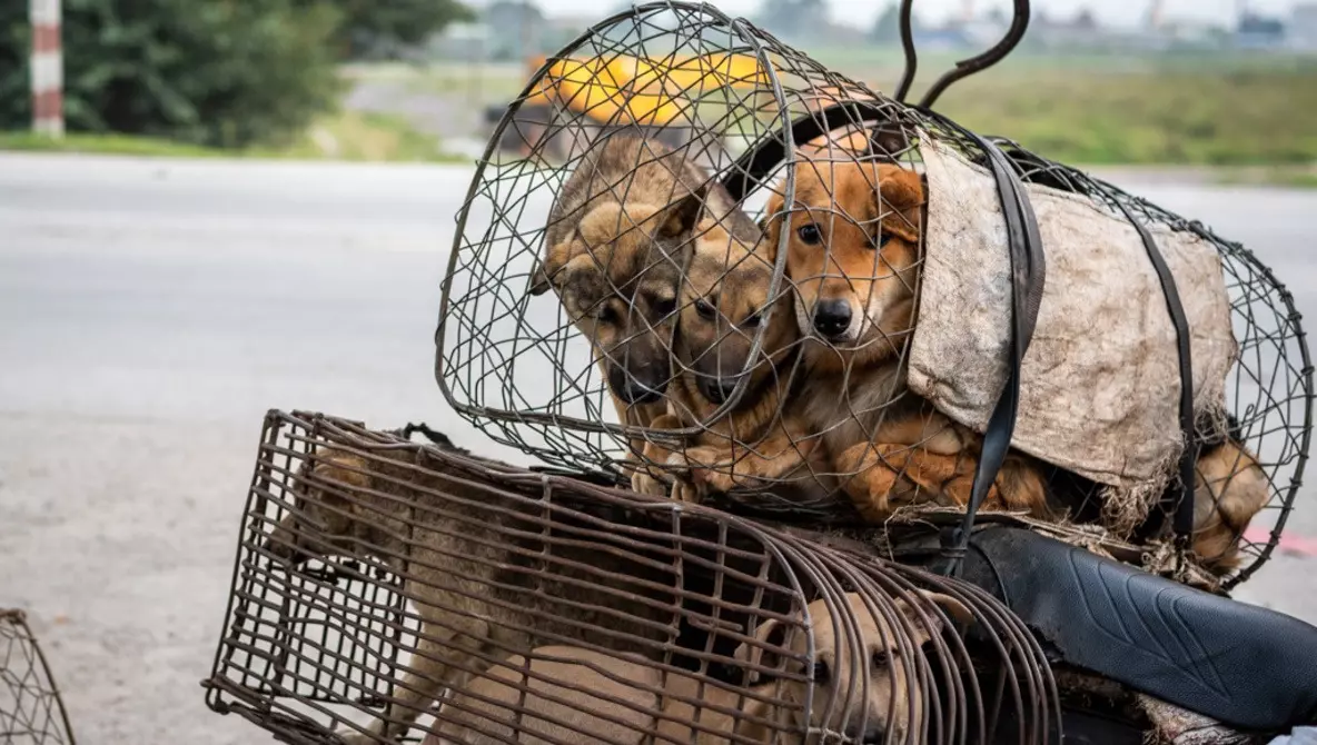 Die Arbeit des Fotojournalisten wirft ein Licht auf das Leiden und den Missbrauch von Tieren auf der ganzen Welt