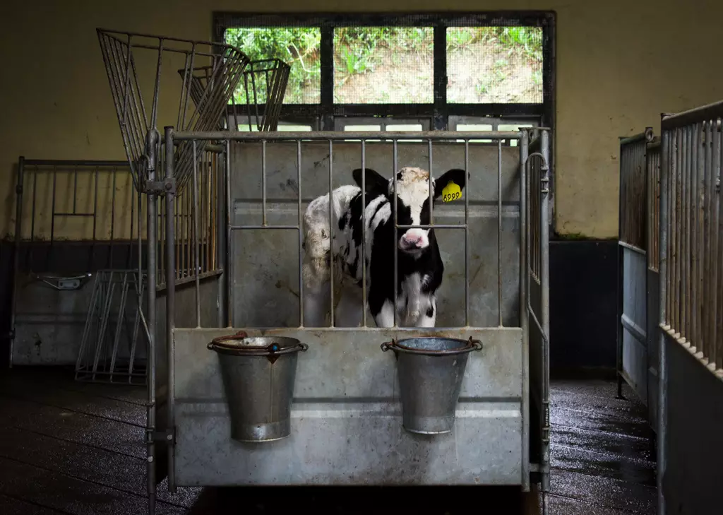 Die Arbeit des Fotojournalisten wirft ein Licht auf das Leiden und den Missbrauch von Tieren auf der ganzen Welt 26908_1