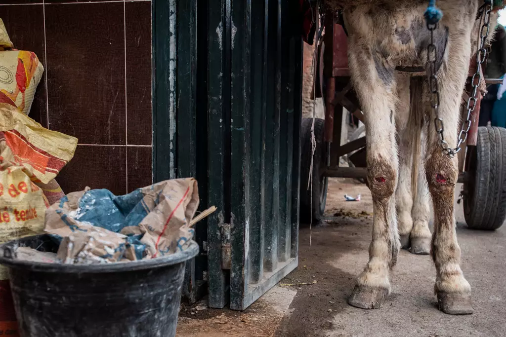 Die Arbeit des Fotojournalisten wirft ein Licht auf das Leiden und den Missbrauch von Tieren auf der ganzen Welt 26908_11