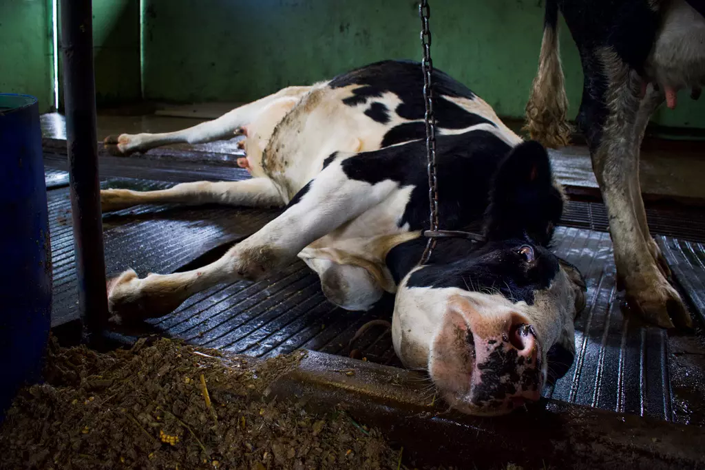 Die Arbeit des Fotojournalisten wirft ein Licht auf das Leiden und den Missbrauch von Tieren auf der ganzen Welt 26908_2