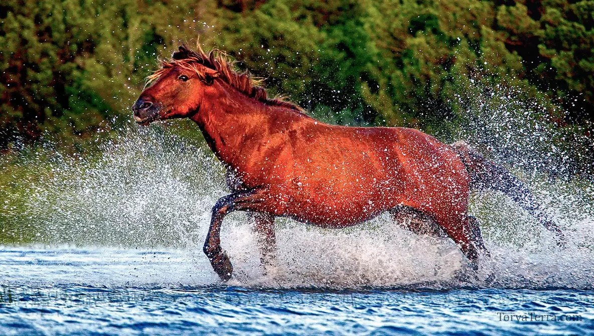 5 conseils pour de meilleures photographies de la faune