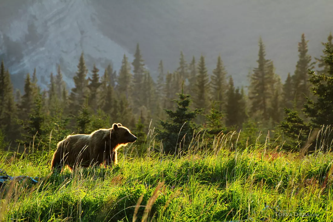 5 conseils pour de meilleures photographies de la faune 2786_2