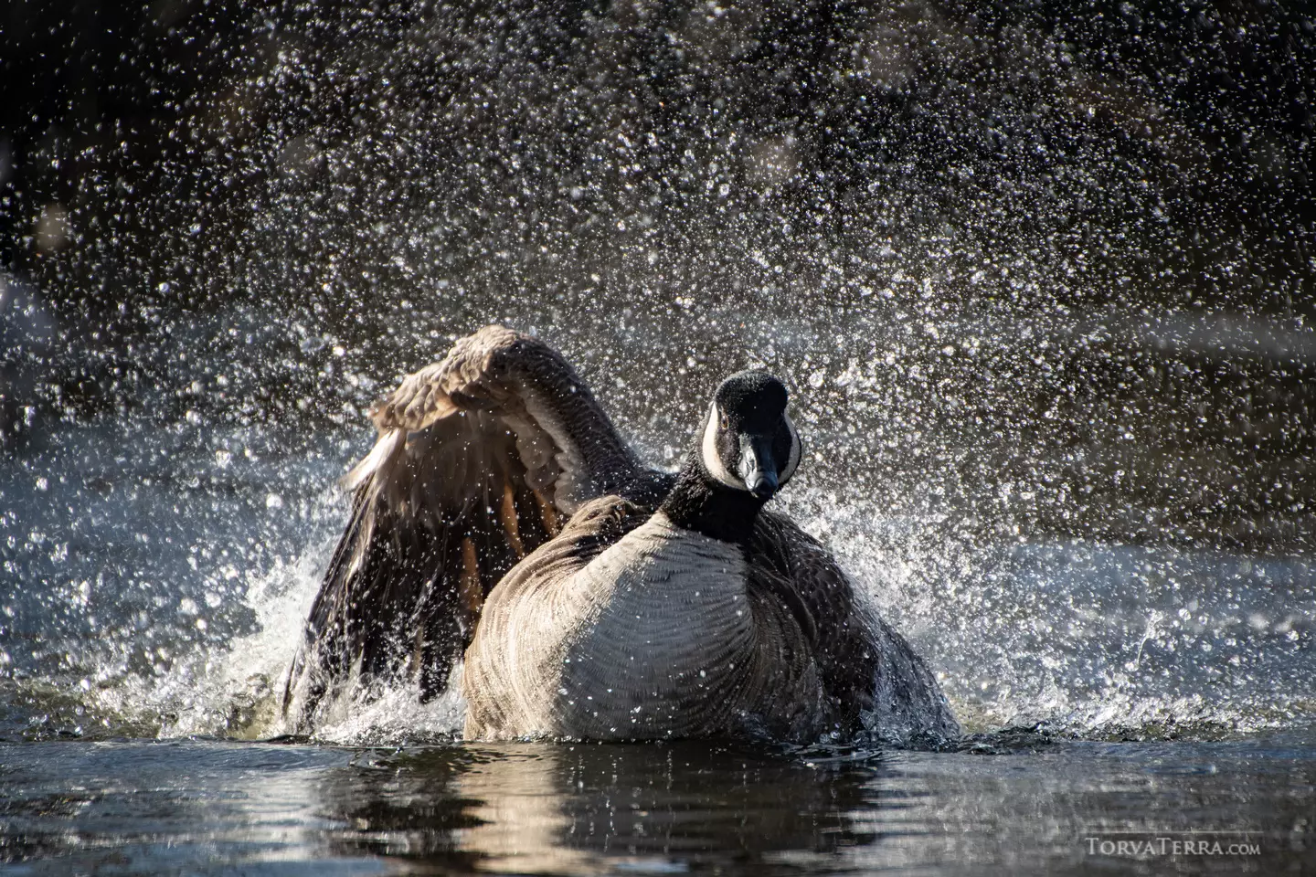 5 conseils pour de meilleures photographies de la faune 2786_4