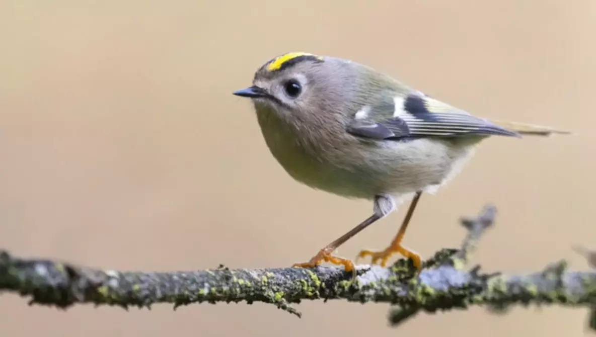 Hvordan fotografere små, raskt bevegelige fugler