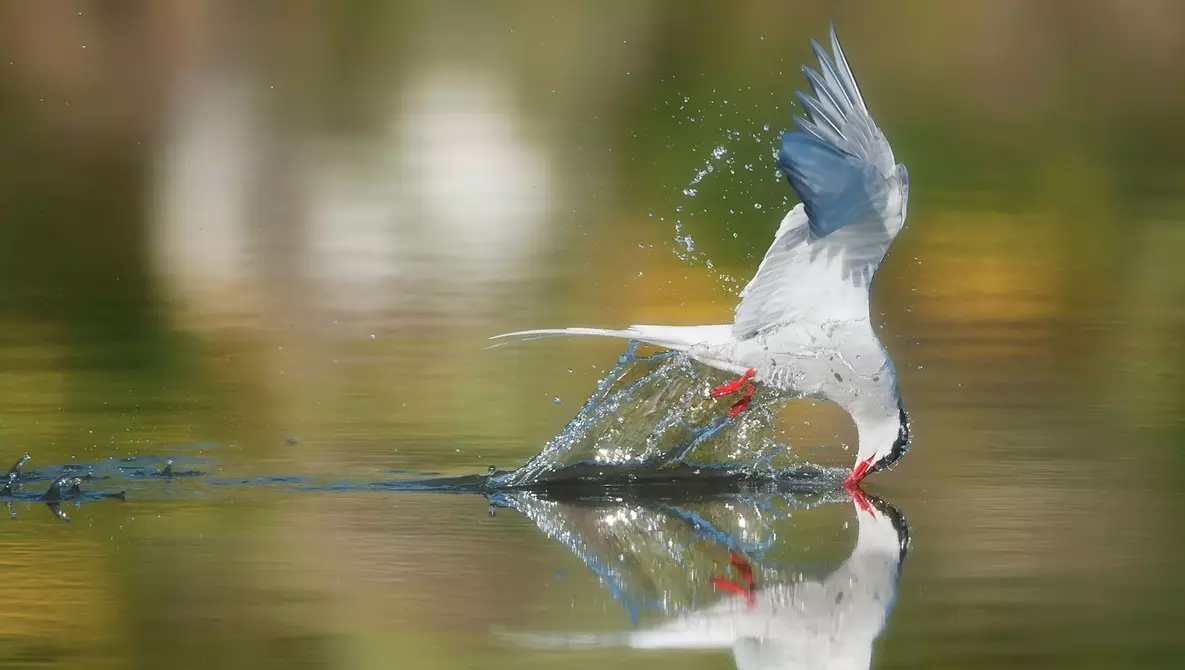 Diajar Kumaha néwak Poto Aksi Manuk anu Éstuning Ditengah Penerbangan