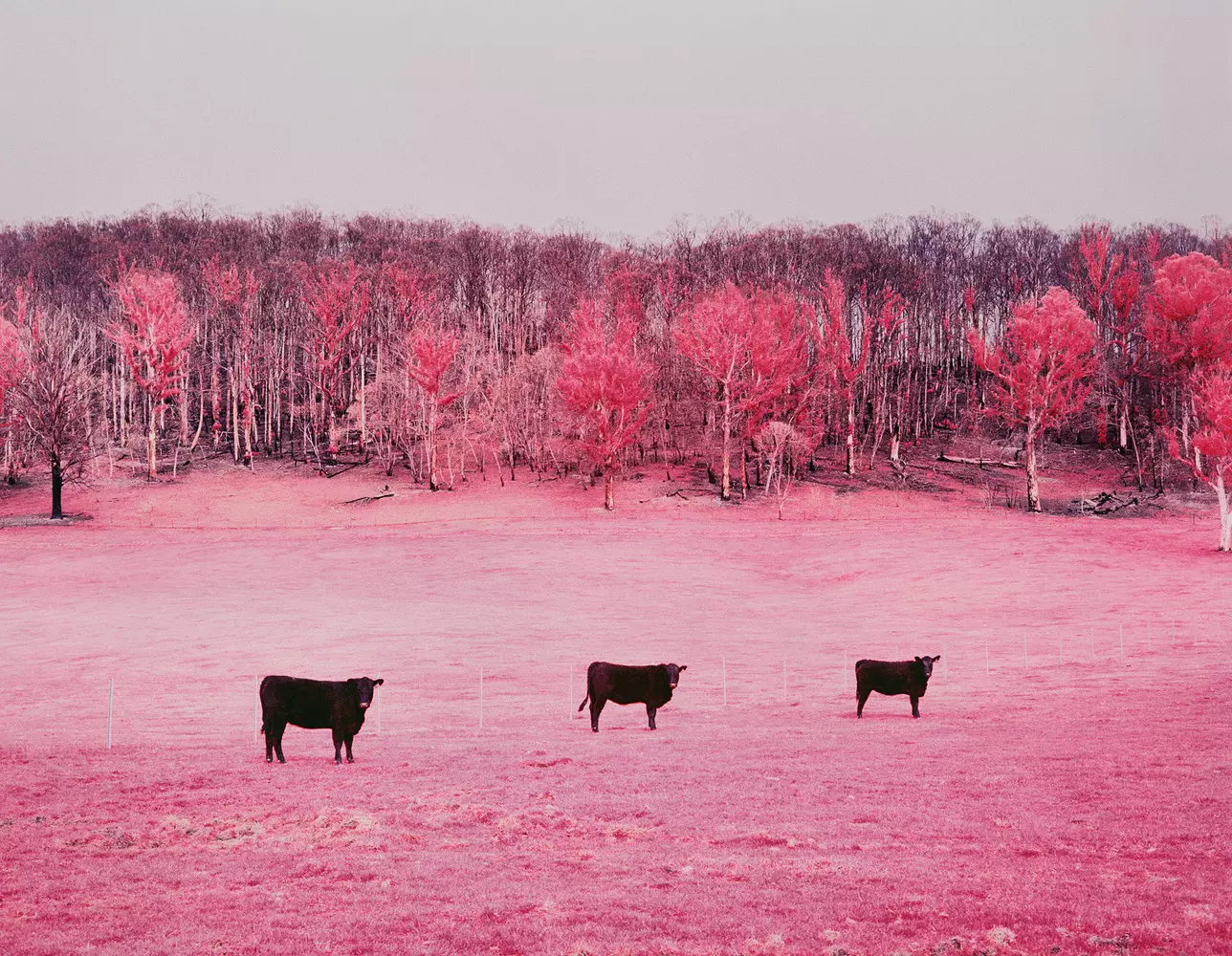 Come girare l'incredibile pellicola aerocromatica di Kodak 2826_3