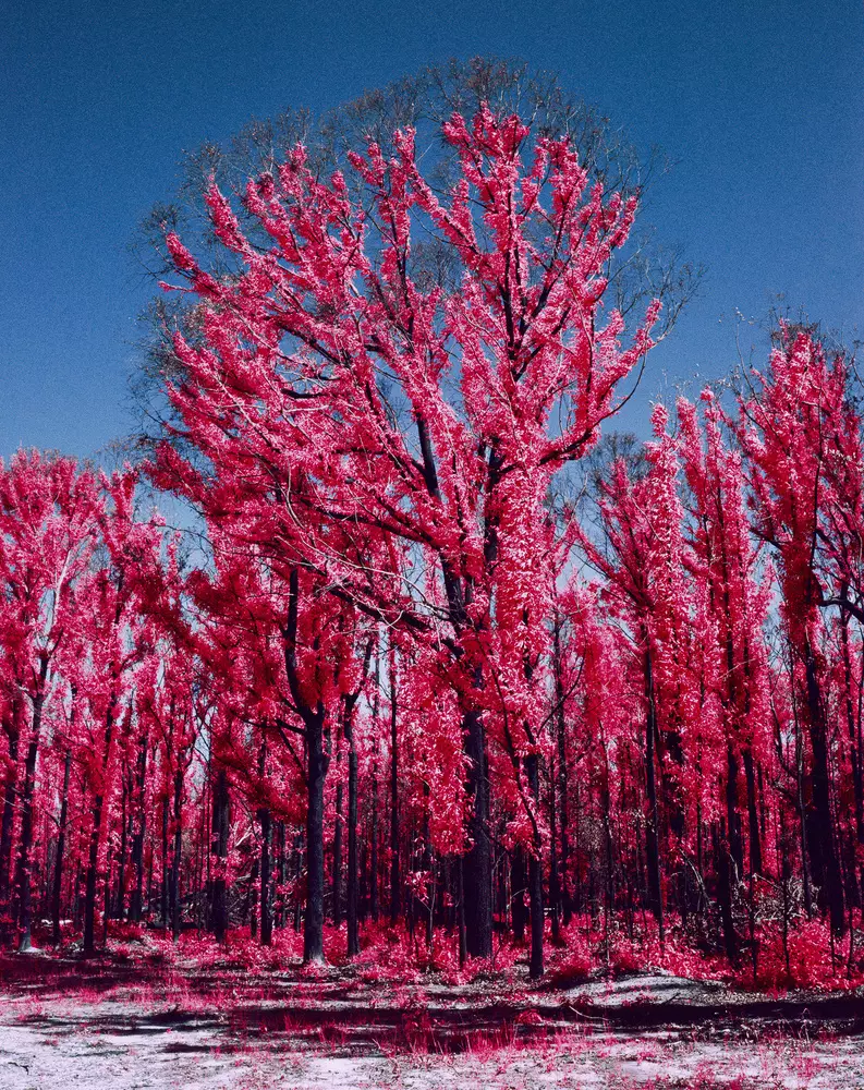 Nola filmatu Kodak-en Incredible Aerochrome Film 2826_5