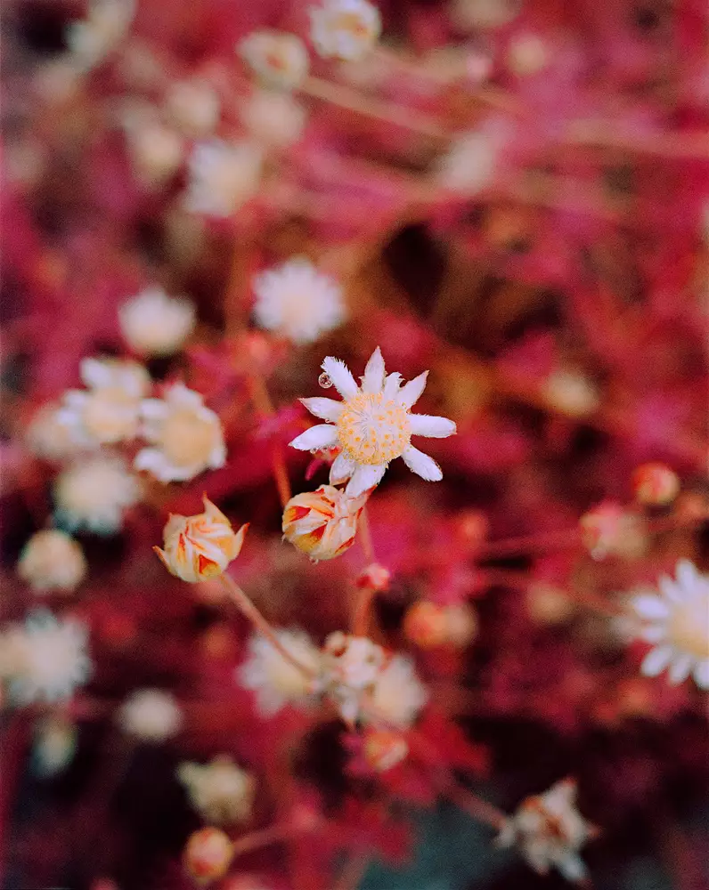 Wéi de Kodak's Incredible Aerochrome Film ze schéissen 2826_6