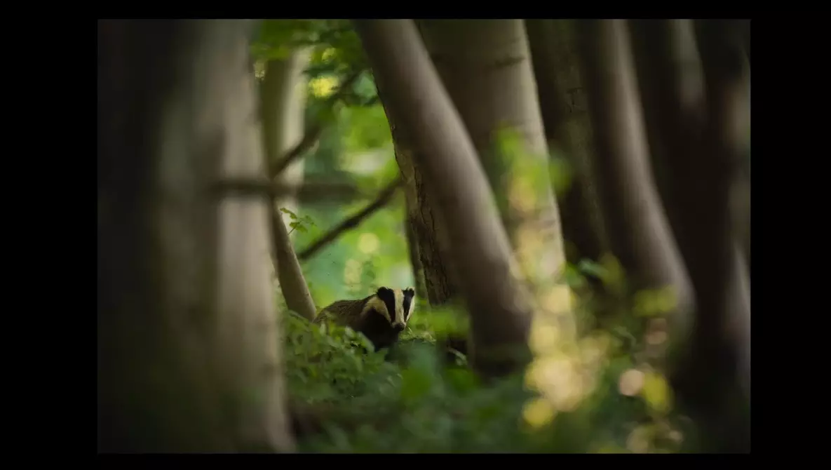 Morten Hilmer helpt wilde dieren en natuur naar uw bureaublad te brengen