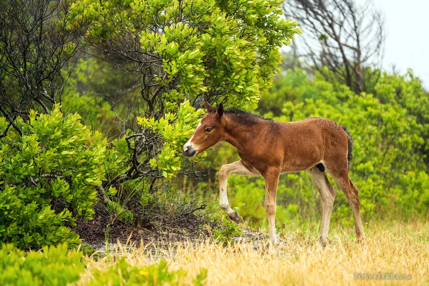 Mēs pārskatām jauno Tamron 150-500mm f/5-6.7 Di III VXD objektīvu 2844_1