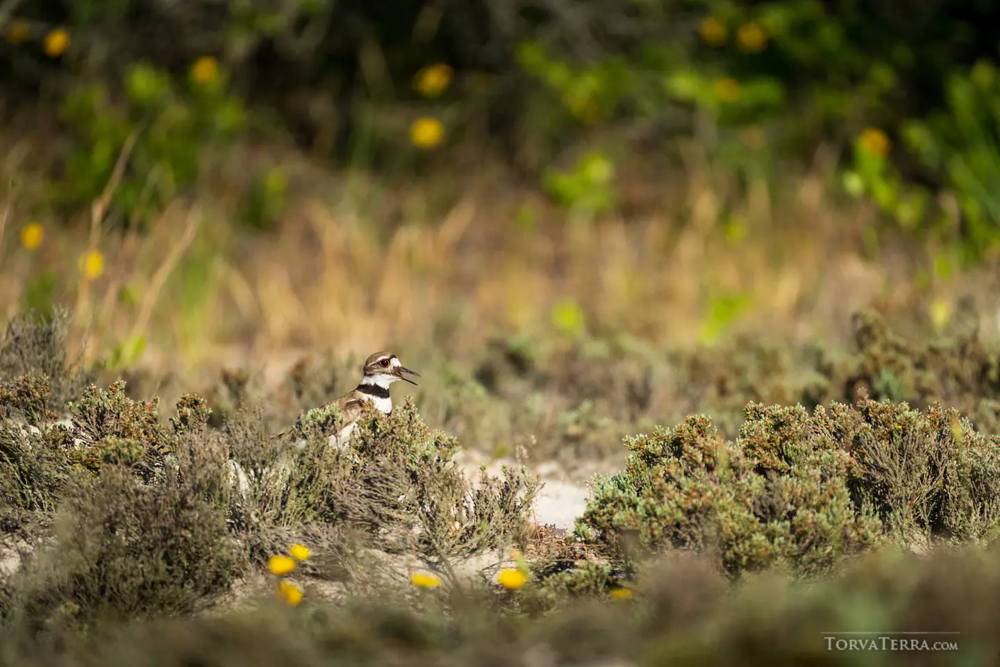 ພວກເຮົາທົບທວນຄືນໃຫມ່ Tamron 150-500mm f/5-6.7 Di III VXD Lens 2844_11