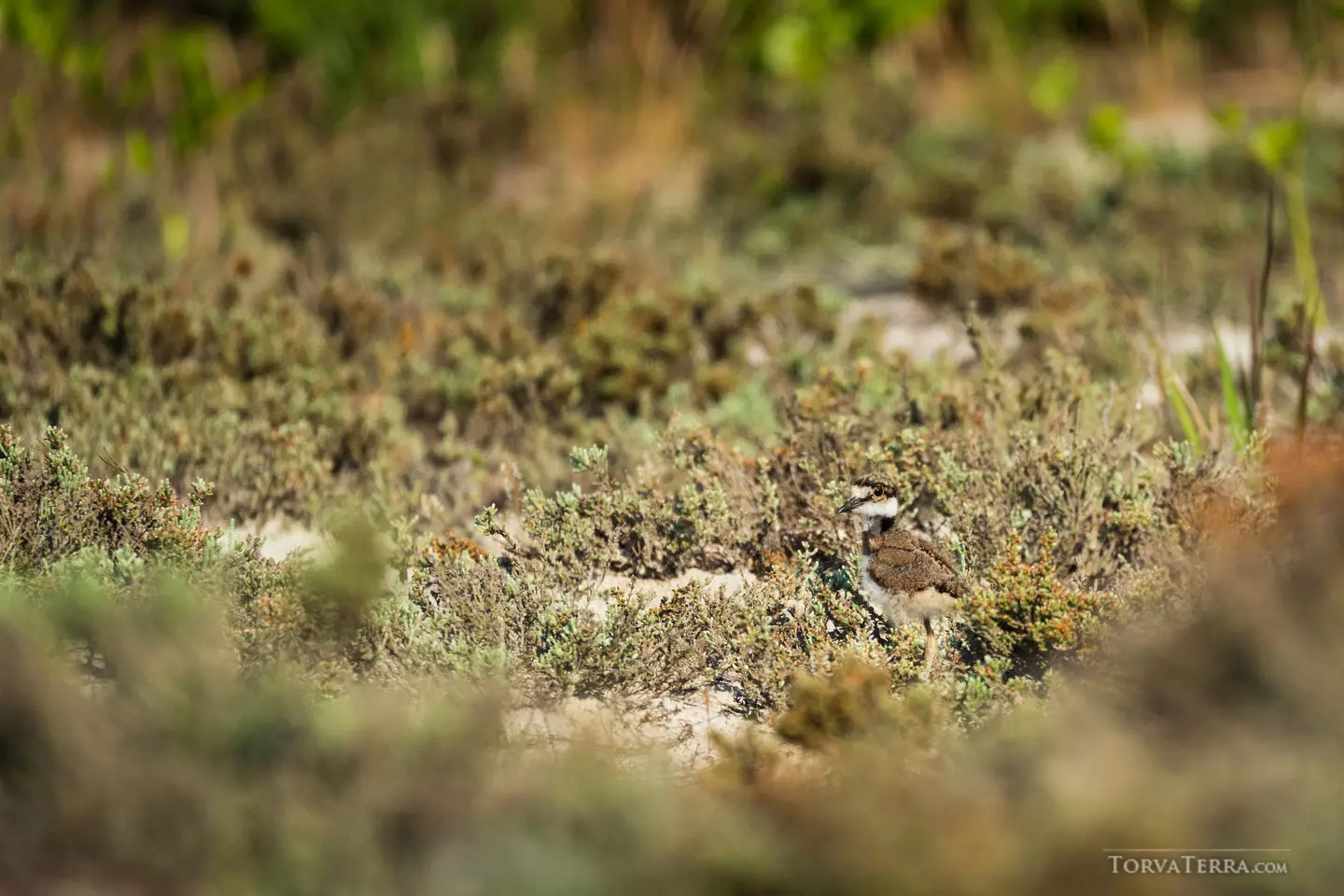 We beoordelen de nieuwe Tamron 150-500mm f/5-6.7 Di III VXD-lens 2844_12